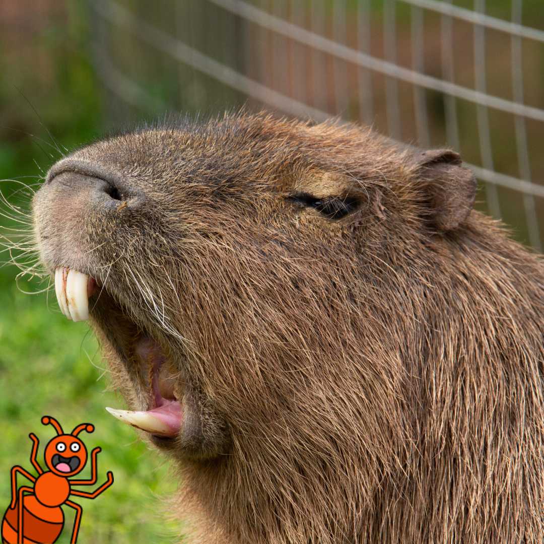 Cue The Capybaras Earth Cubs